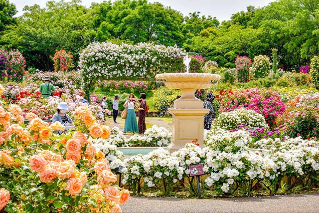 京成バラ園の見どころ徹底レポート！お出かけしたくなる千葉の人気観光スポットの魅力とは!?